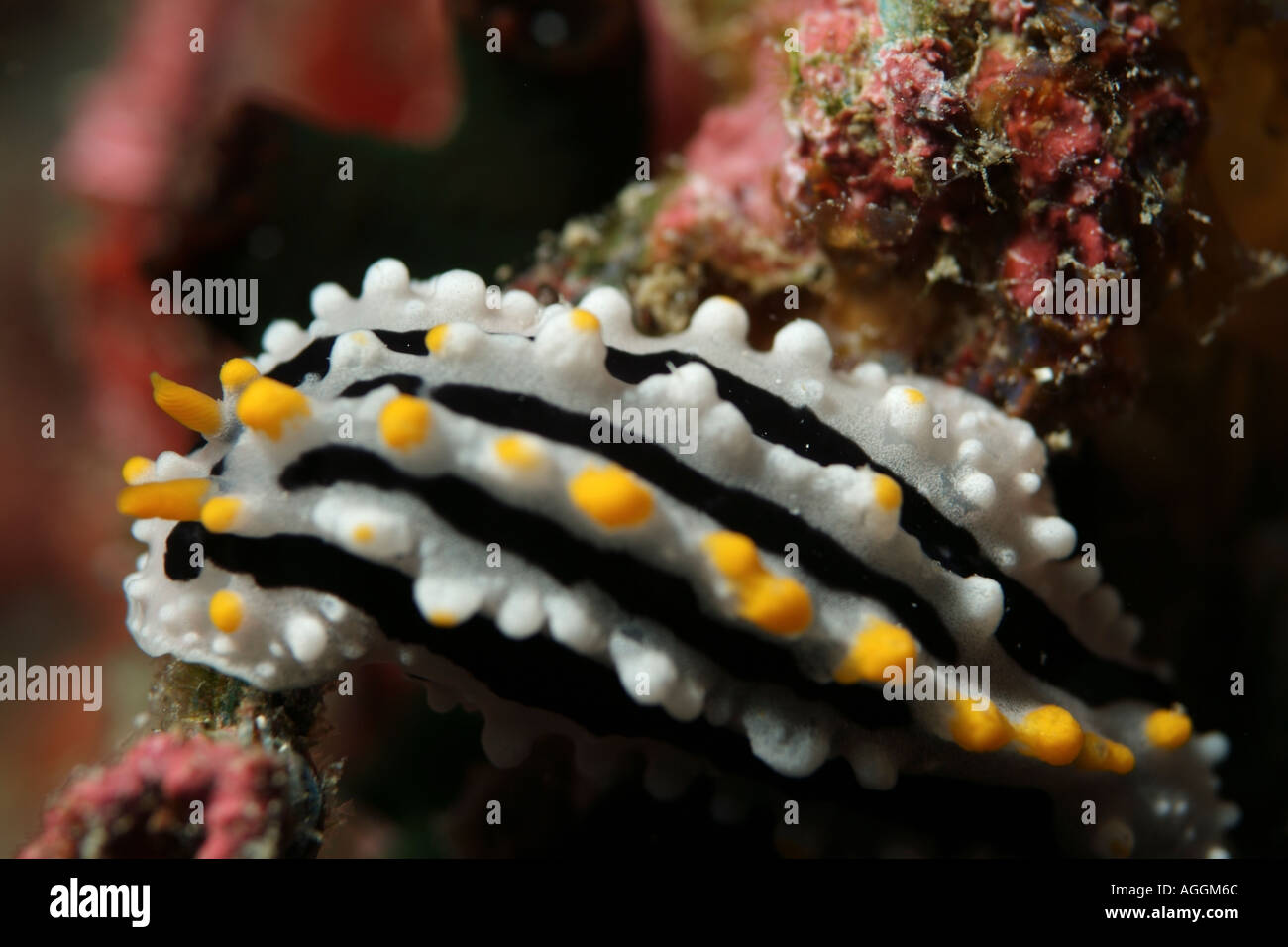 Maldives Baa Atoll Dahofanu A Varicose Phyllidia Gastropoda ...