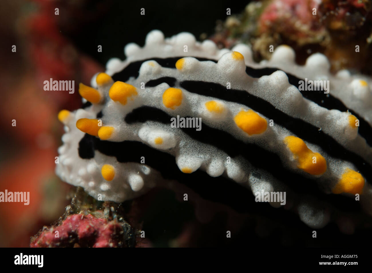 Stunning black and white striped Varicose Phyllidia (Gastropoda ...