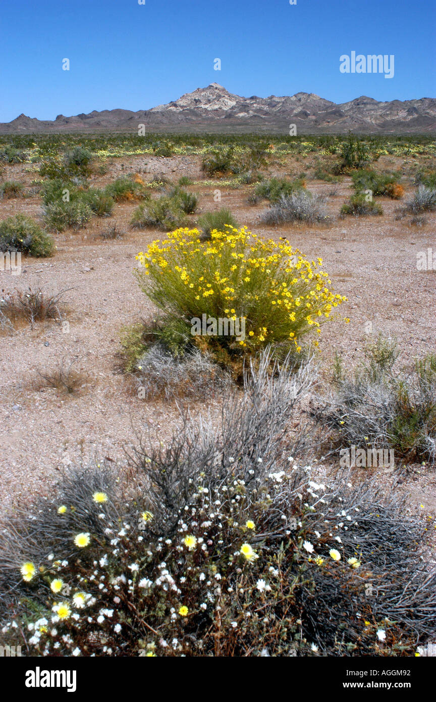 Landscape death valley usa hi-res stock photography and images - Alamy