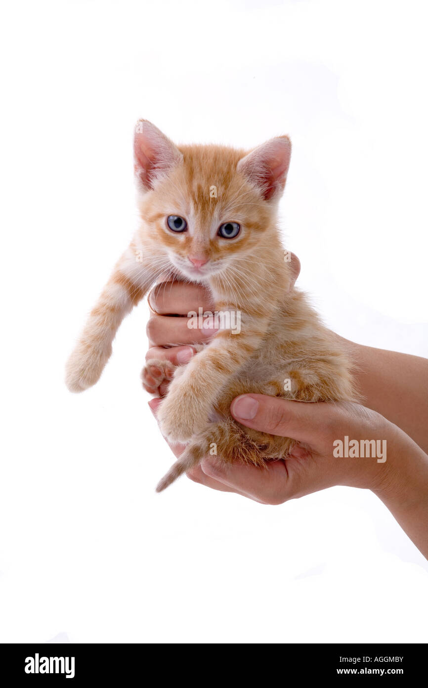 Hands holding a kitten on white background Stock Photo - Alamy