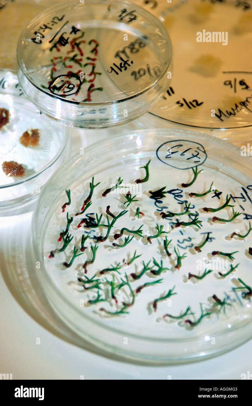 samples containing genetically modified / engineered sprouts of spruce ...