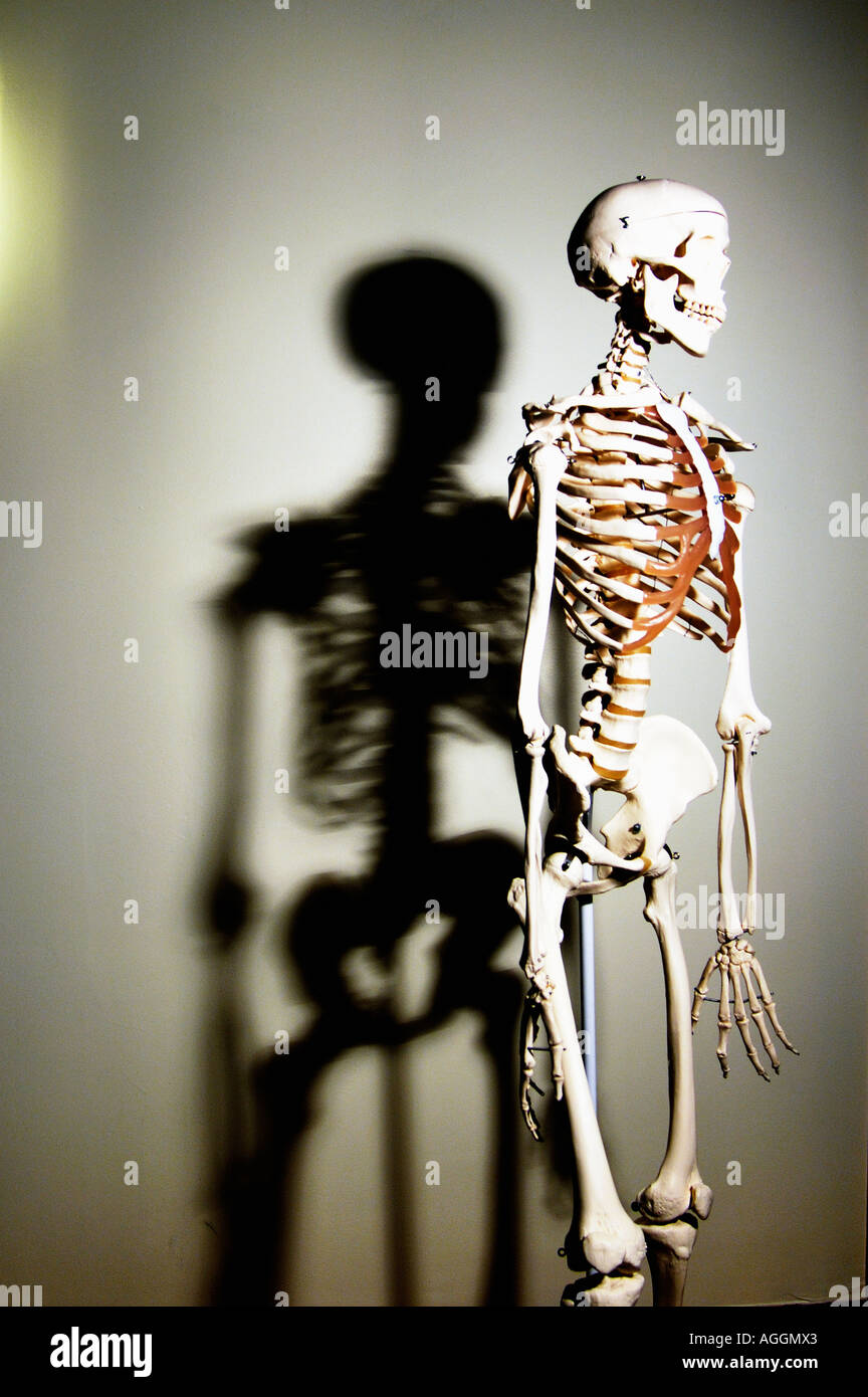 model of a human skeleton (Homo Sapiens) with shadow casting Stock ...
