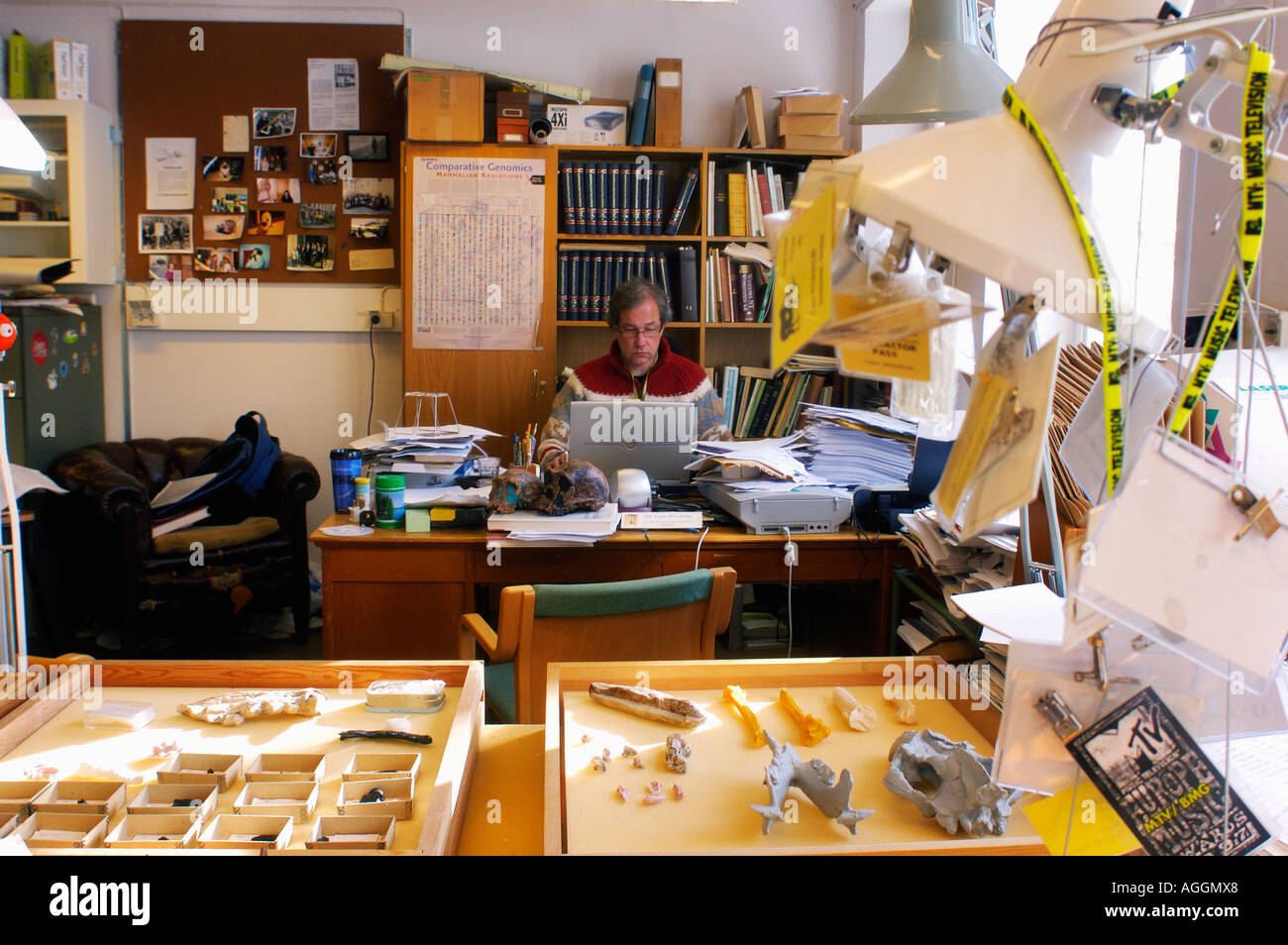 Professor of anthropology with sculls and bones of prehistoric primates ...