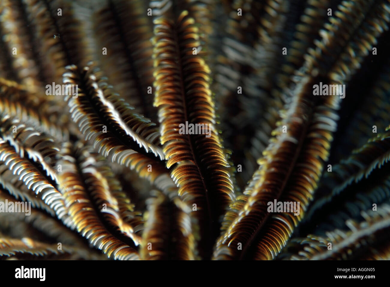 Tan star fish hi-res stock photography and images - Alamy