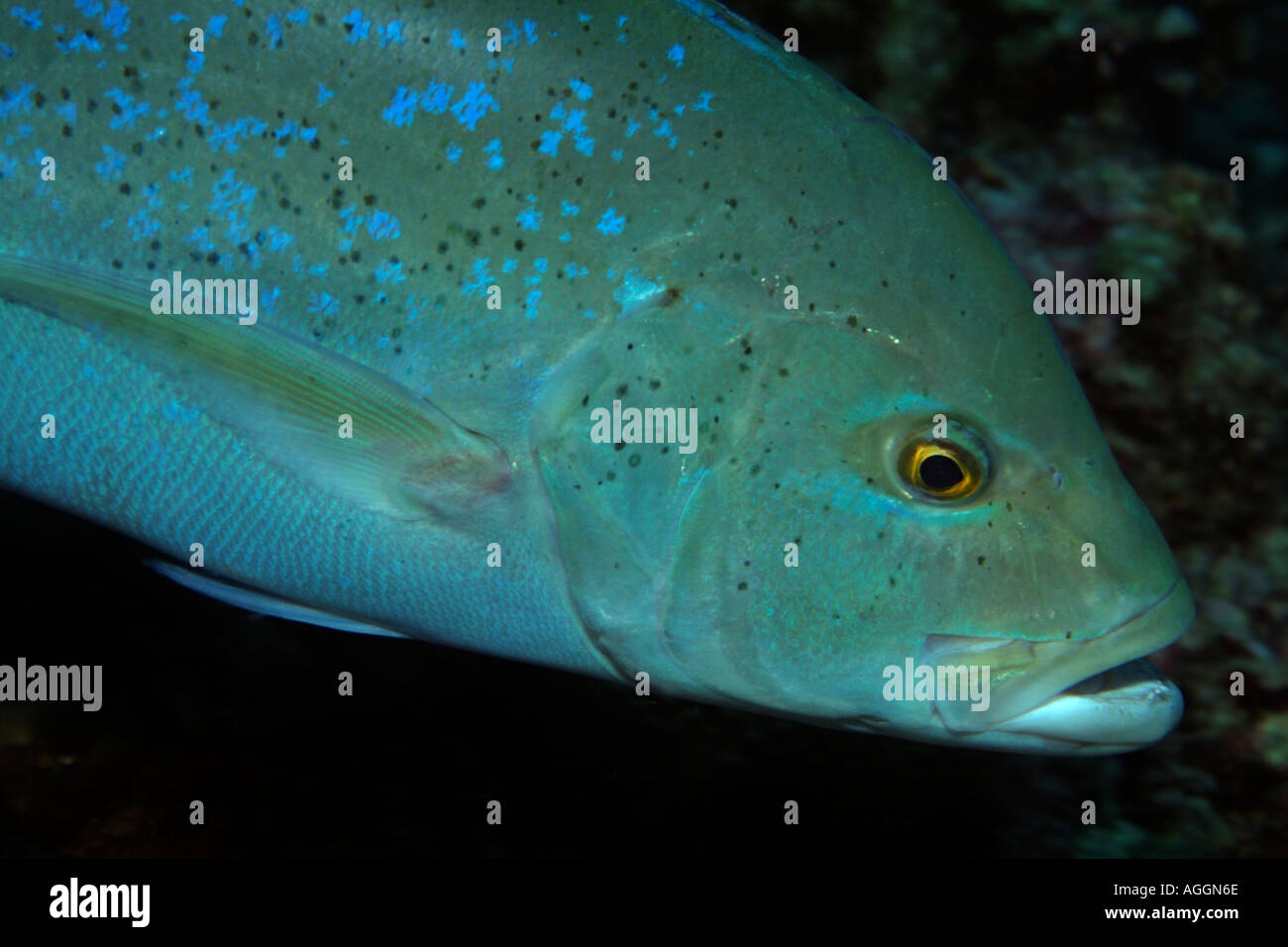 Bluefin Kingfish High Resolution Stock Photography and Images - Alamy