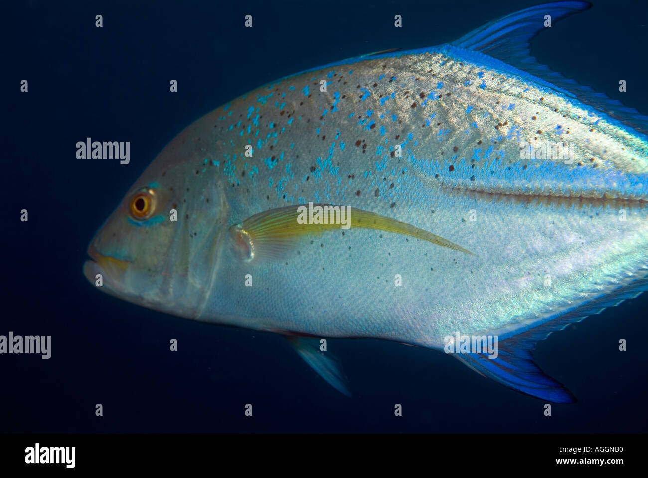 Maldives Baa Atoll Dahofanu A Blue Fin Jack Caranx Melampygus Stock ...