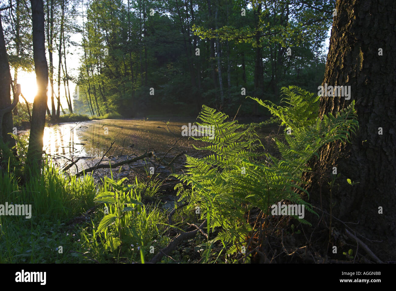 Swamp forest hi-res stock photography and images - Alamy