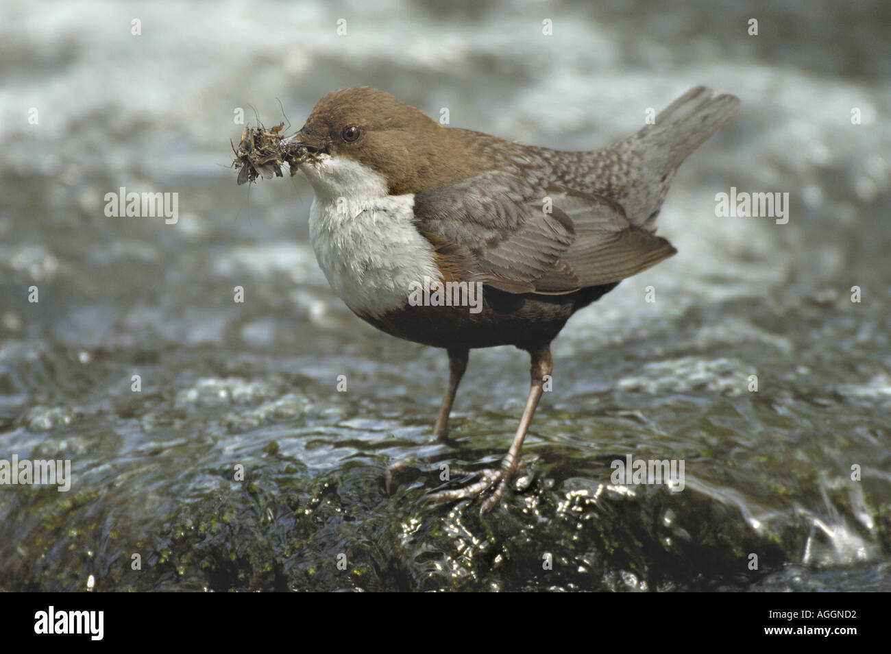 dipper (Cinclus cinclus), with caught insect larvae in bill, Germany ...