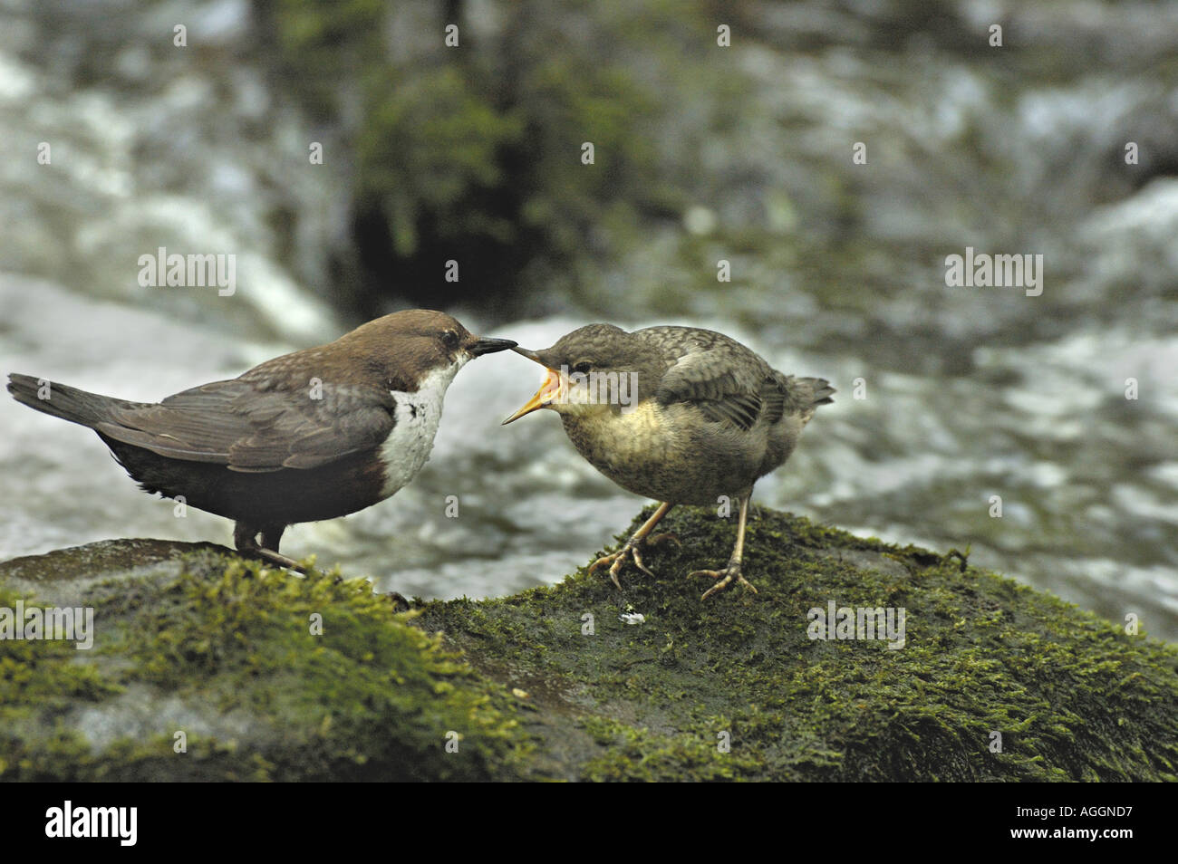 dipper (Cinclus cinclus), adult bird with young bird begging for food ...