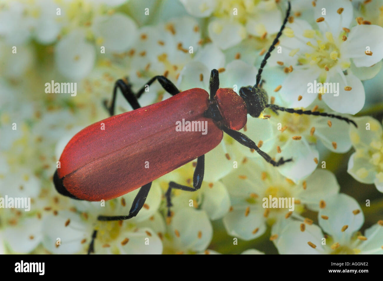 Pyrochroa spec hi-res stock photography and images - Alamy