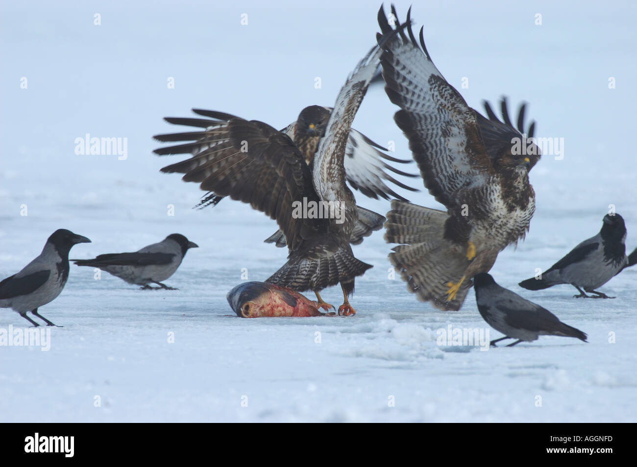 Angry cows hi-res stock photography and images - Alamy