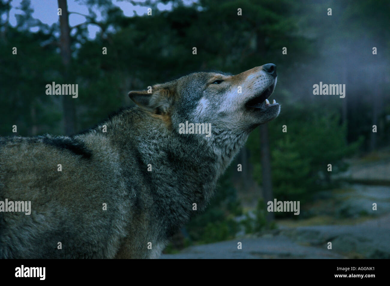 Howling wolf hi-res stock photography and images - Alamy