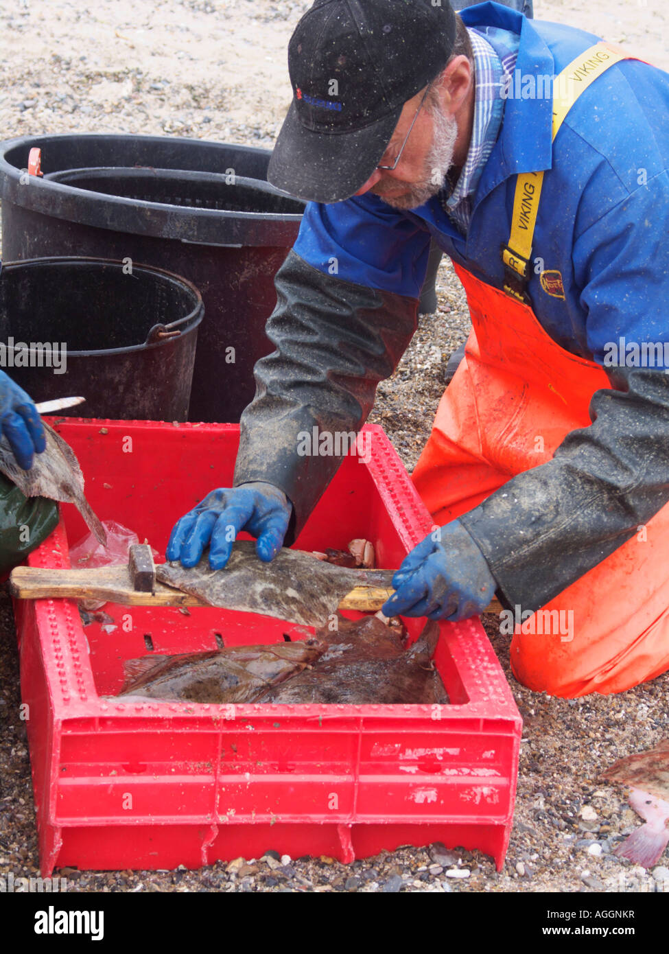 Fish grading hi-res stock photography and images - Alamy