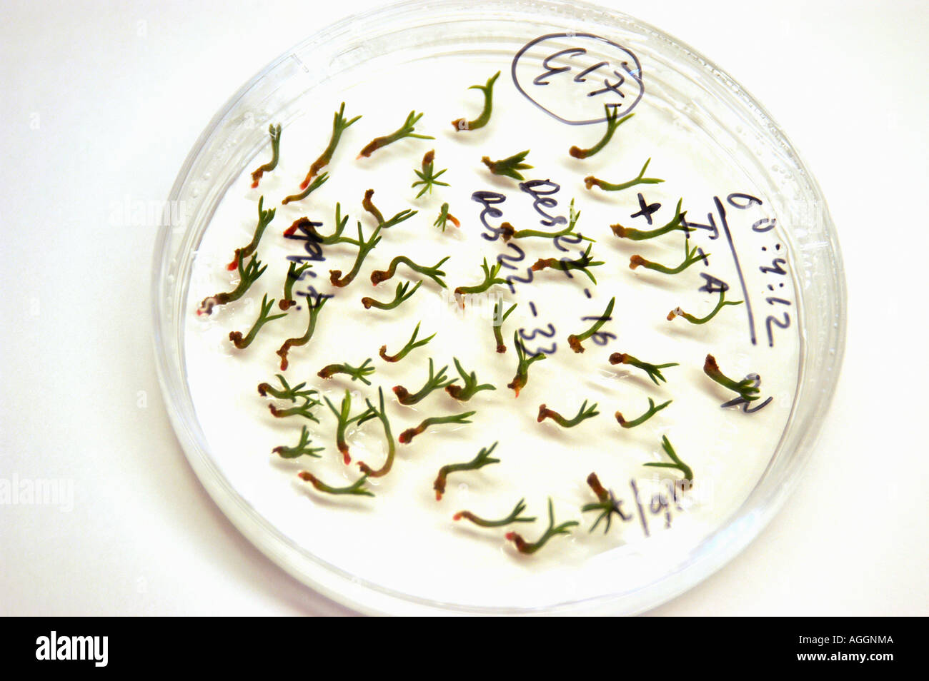 samples containing genetically modified / engineered sprouts of spruce ...