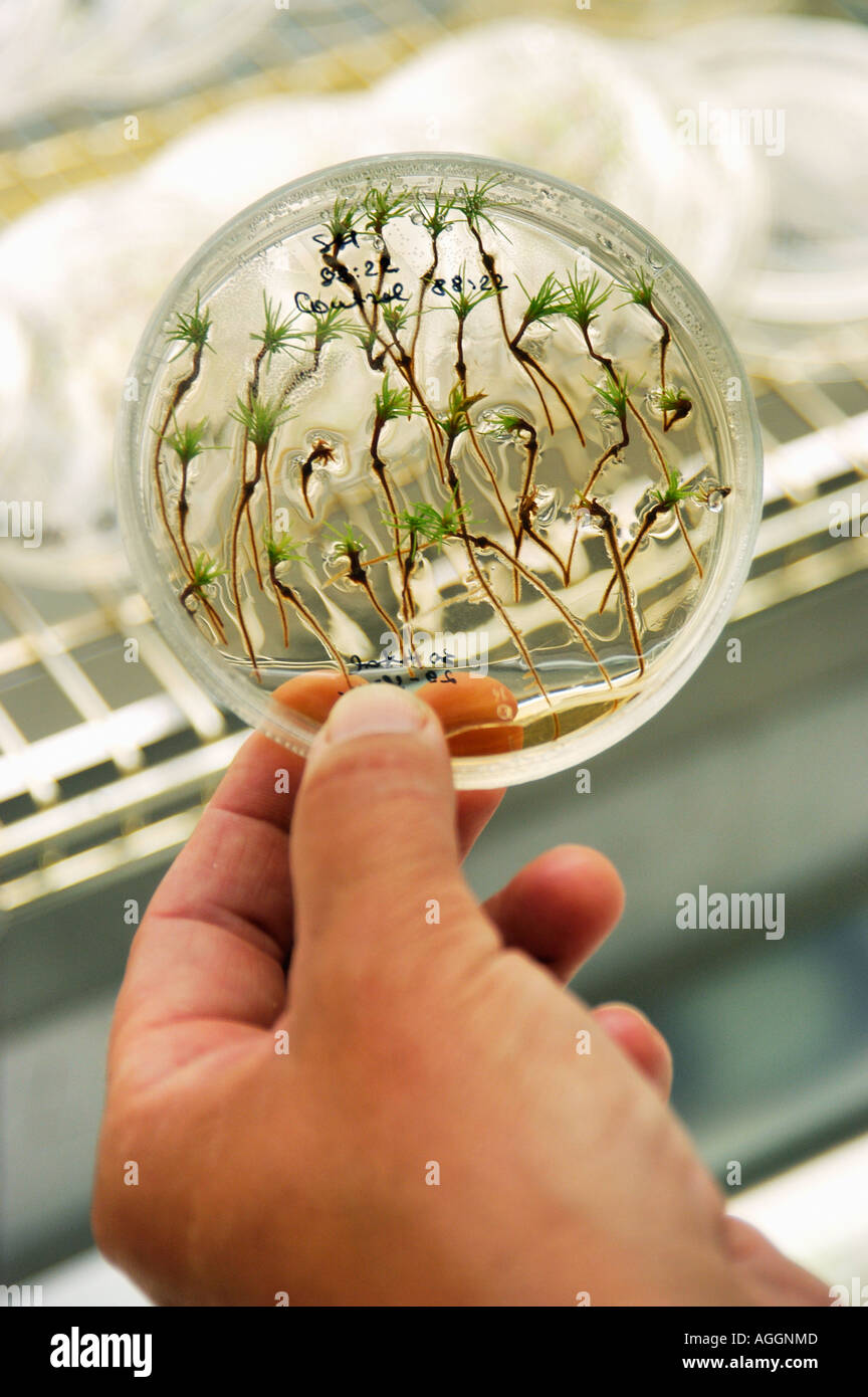 Researcher analyzing / analysing samples containing genetically ...