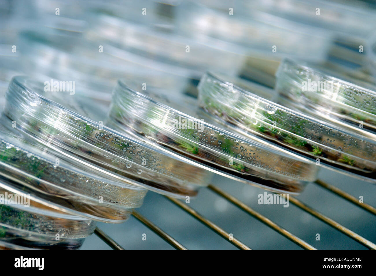 samples containing genetically modified / engineered sprouts of spruce ...