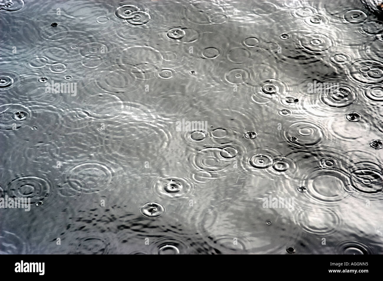 raindrops hitting water surface and creating ripples Stock Photo - Alamy