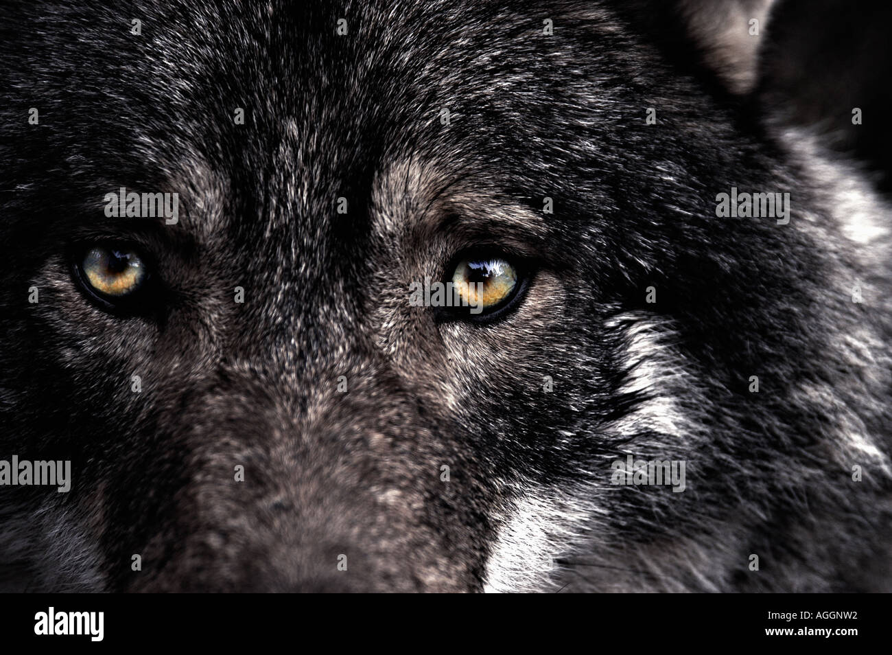 wolf guarding one´s territory, Sweden Stock Photo - Alamy