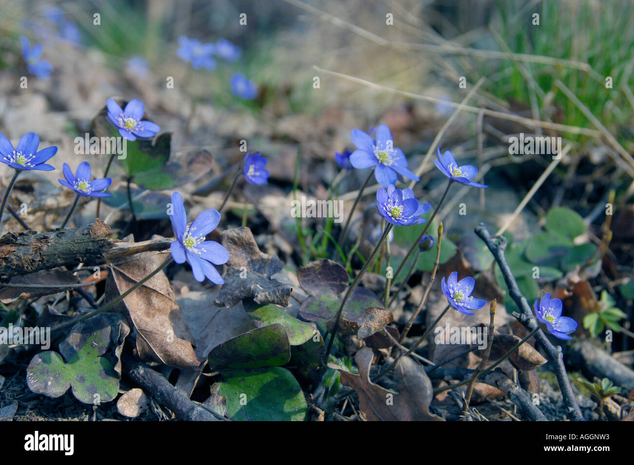 Early spring blue flowers hi-res stock photography and images - Alamy