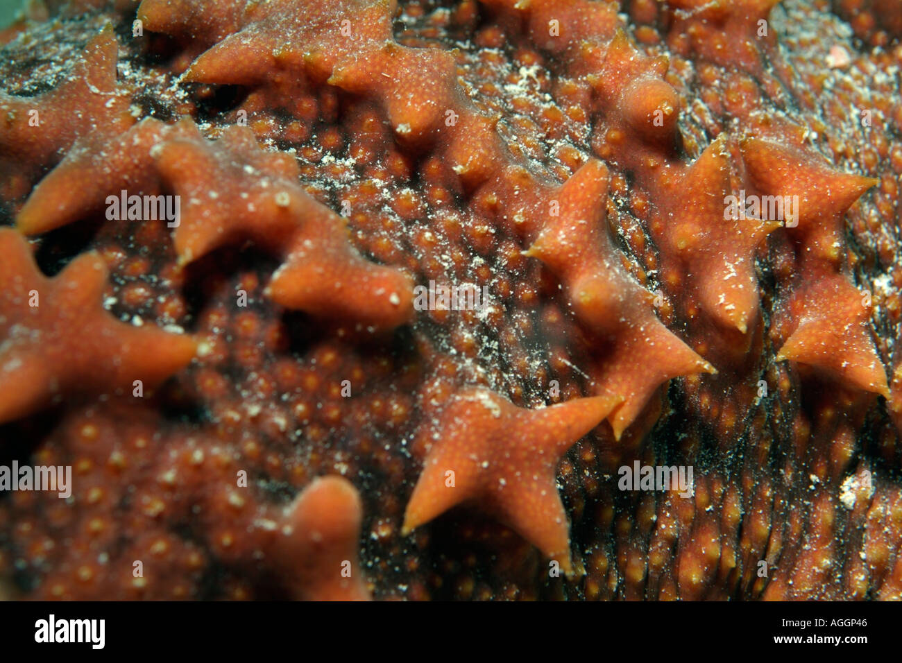 Intricate dorsal spikes of a Pineapple Sea Cucumber (Thelonota ananas ...