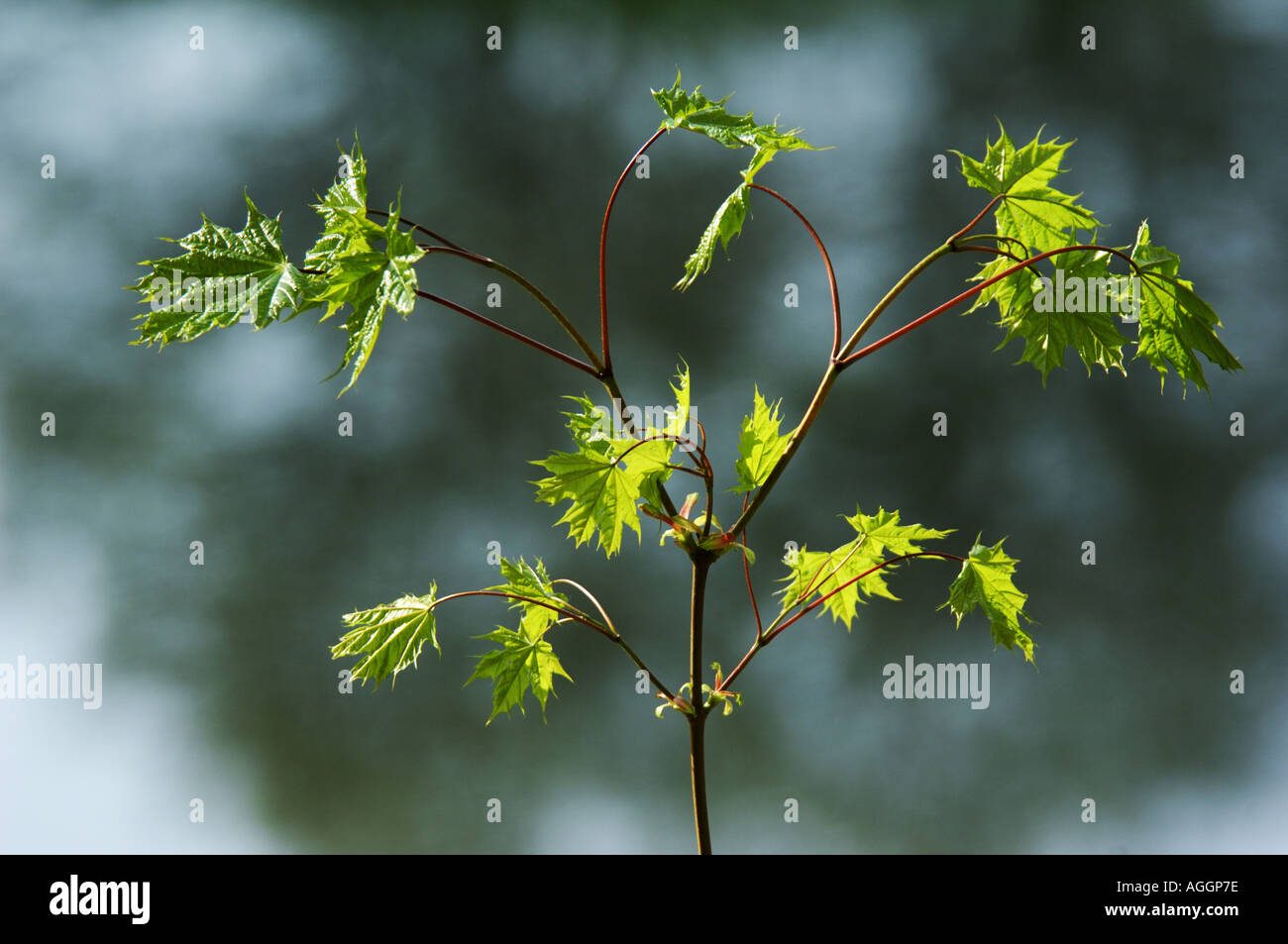 Norway maple (Acer platanoides), single twig with leaves Stock Photo ...