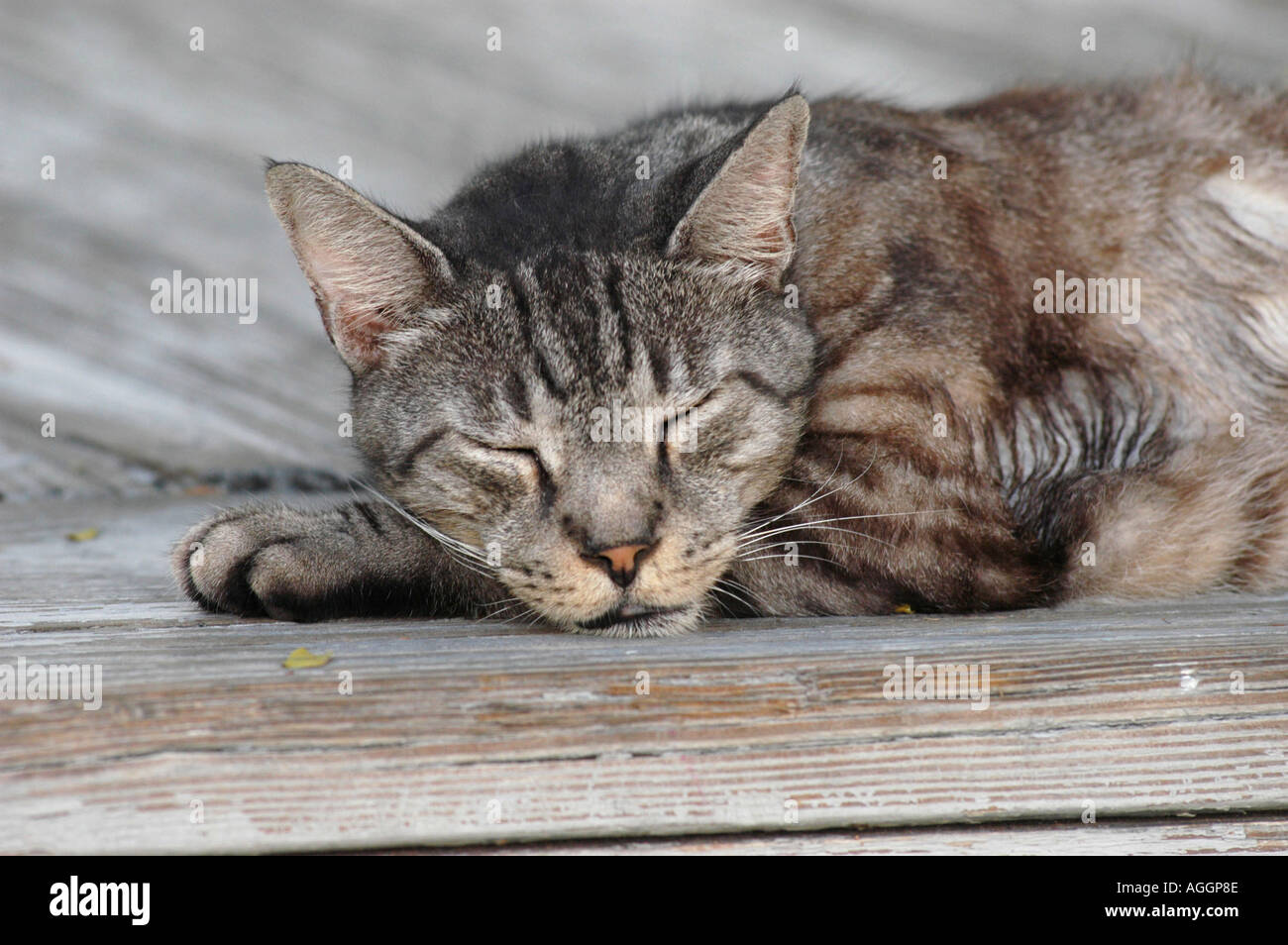 Taking a cat nap hi-res stock photography and images - Alamy
