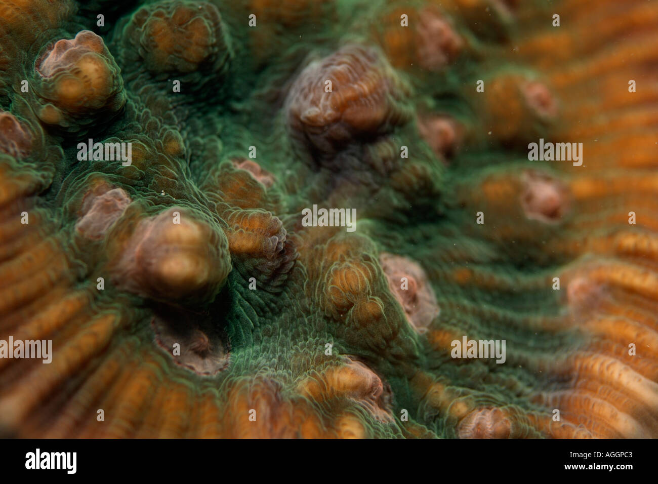 Coral growth patterns hi-res stock photography and images - Alamy