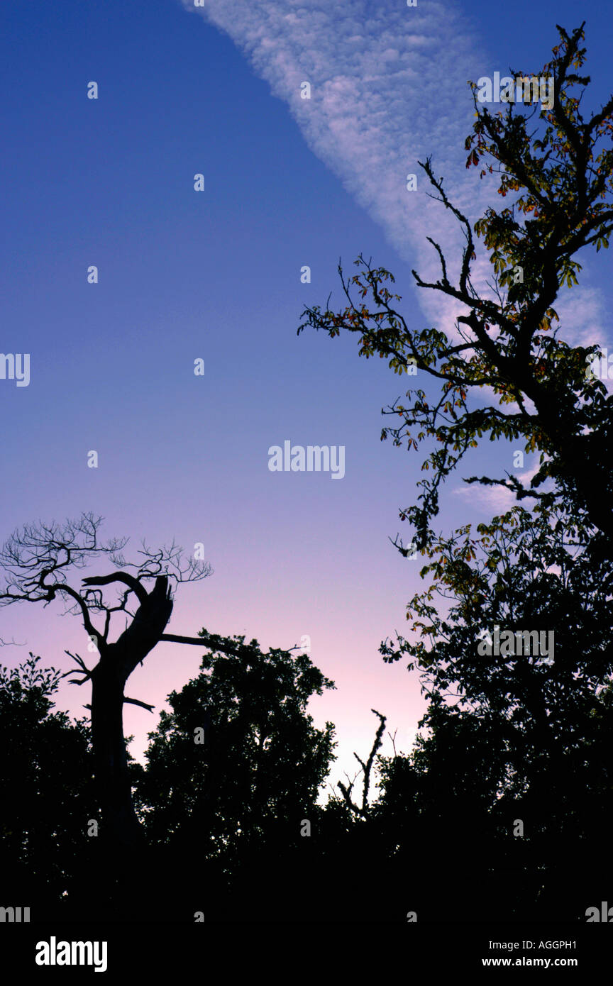 forest, Killarney National Park, Ireland Stock Photo - Alamy