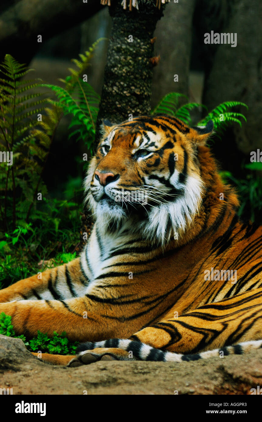 tiger, Ueno Zoo, Tokyo, Japan Stock Photo - Alamy