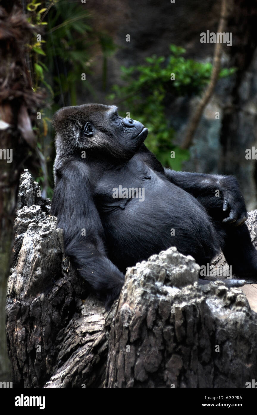 Ueno zoo gorilla hi-res stock photography and images - Alamy