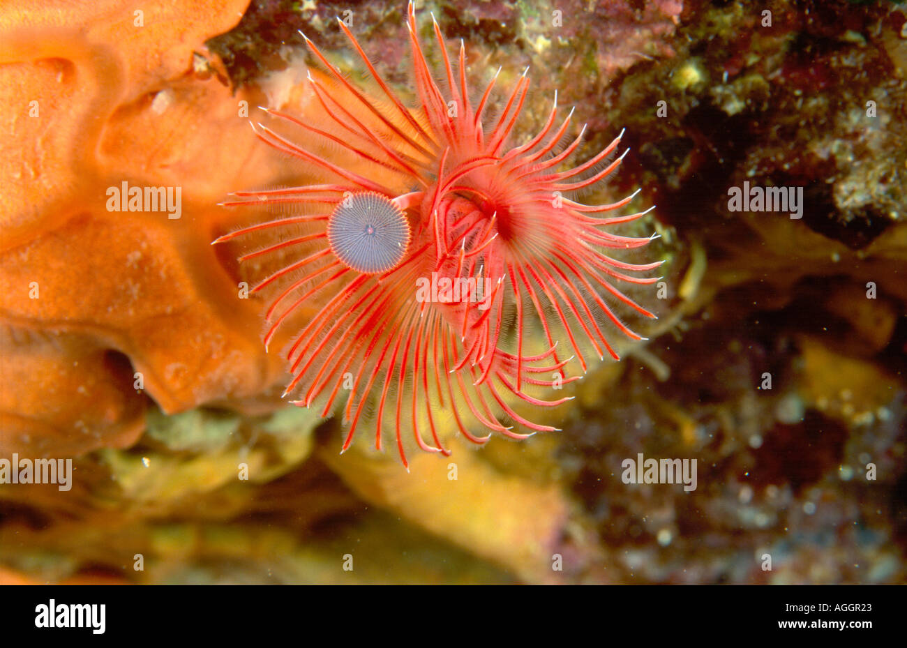 Serpula vermicularis hi-res stock photography and images - Alamy