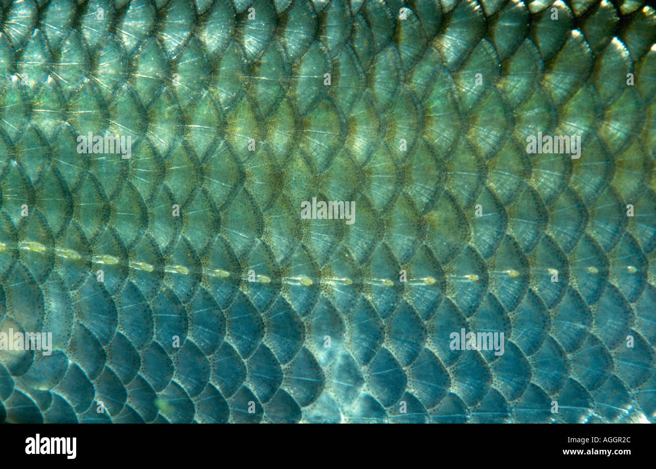 L fish scales hi-res stock photography and images - Alamy