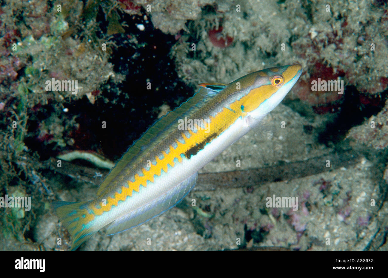 rainbow wrasse (Coris julis), male, Italy, Giglio, Mediterranean Stock ...
