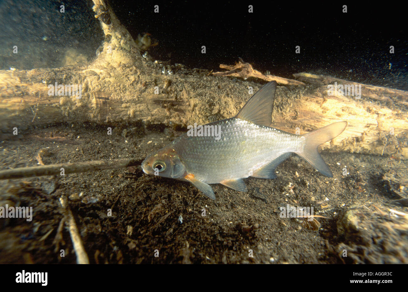 silver bream, white bream (Blicca bjoerkna, Abramis bjoerkna), sleeping ...