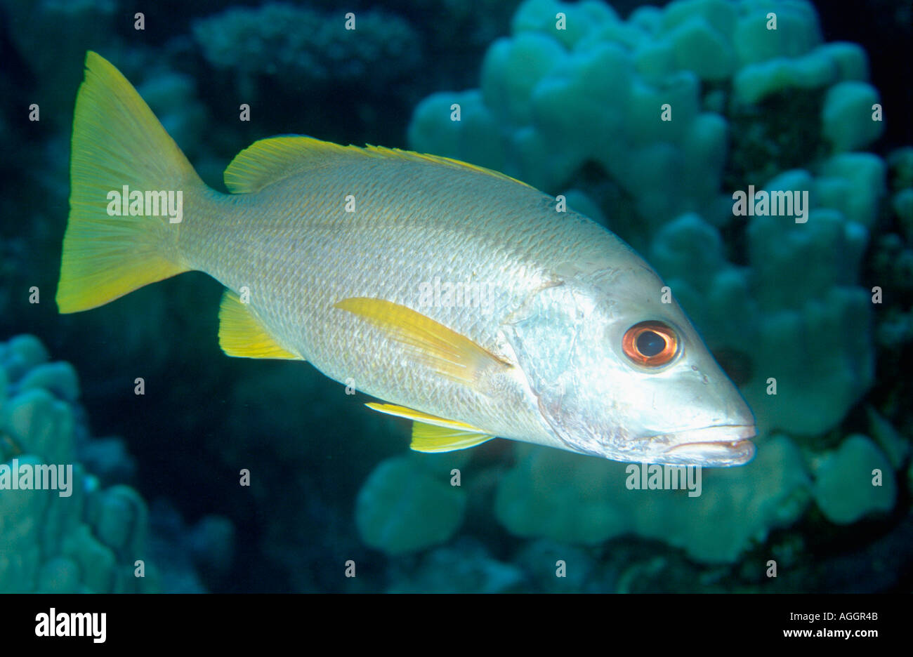 onespot snapper, one-spot snapper (Lutjanus monostigma), Egypt, Red Sea ...