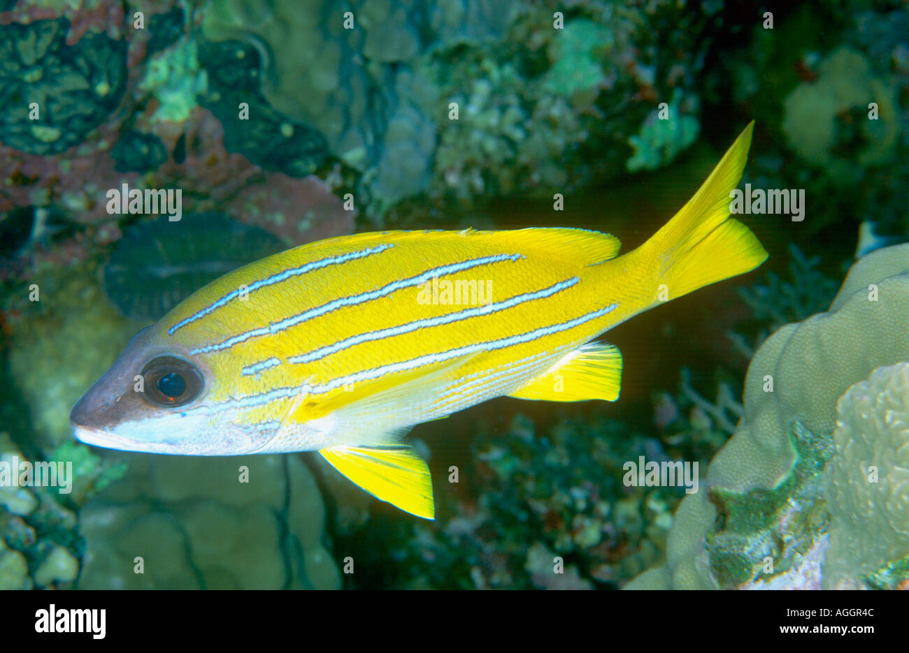 blue-banded snapper, moonlighter, common bluestripe snapper (Lutjanus ...