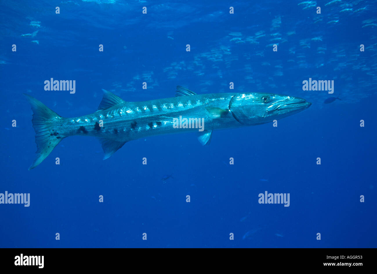 Great barracuda (Sphyraena barracuda), Egypt, Red Sea, Mar 05 Stock ...