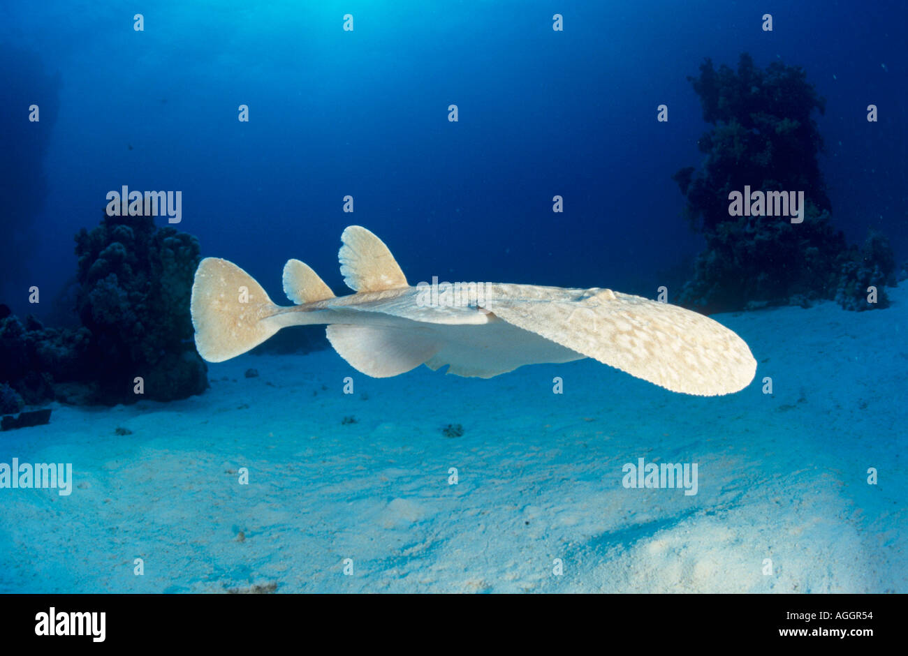 scalloped torpedo ray, panther torpedo Ray (Torpedo panthera), swimming ...