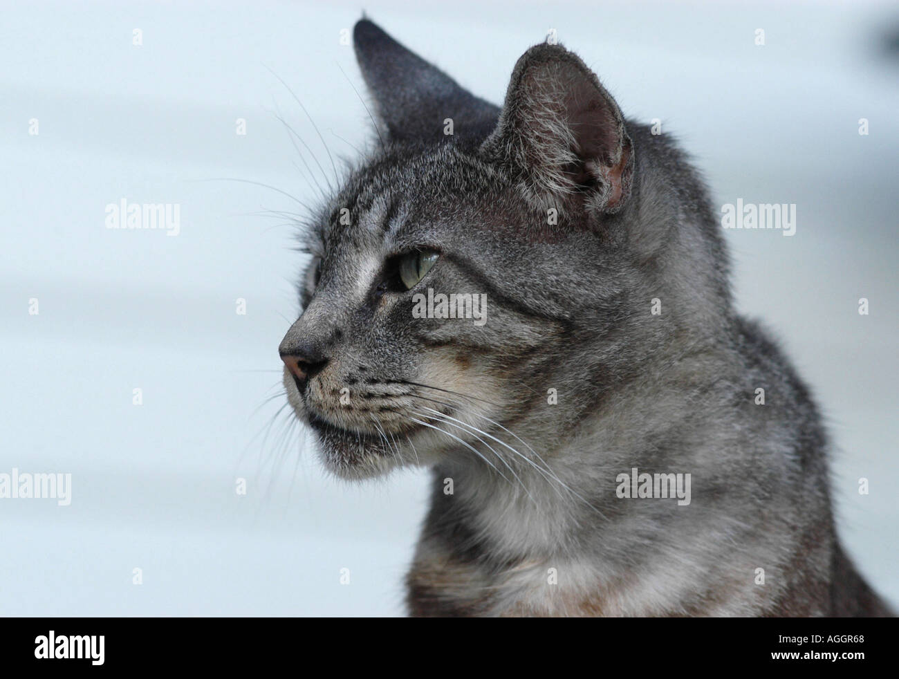 Cat neck hi-res stock photography and images - Alamy