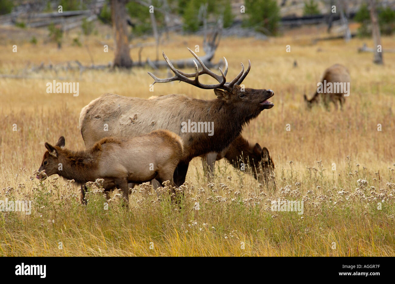 Male elk calling hi-res stock photography and images - Alamy