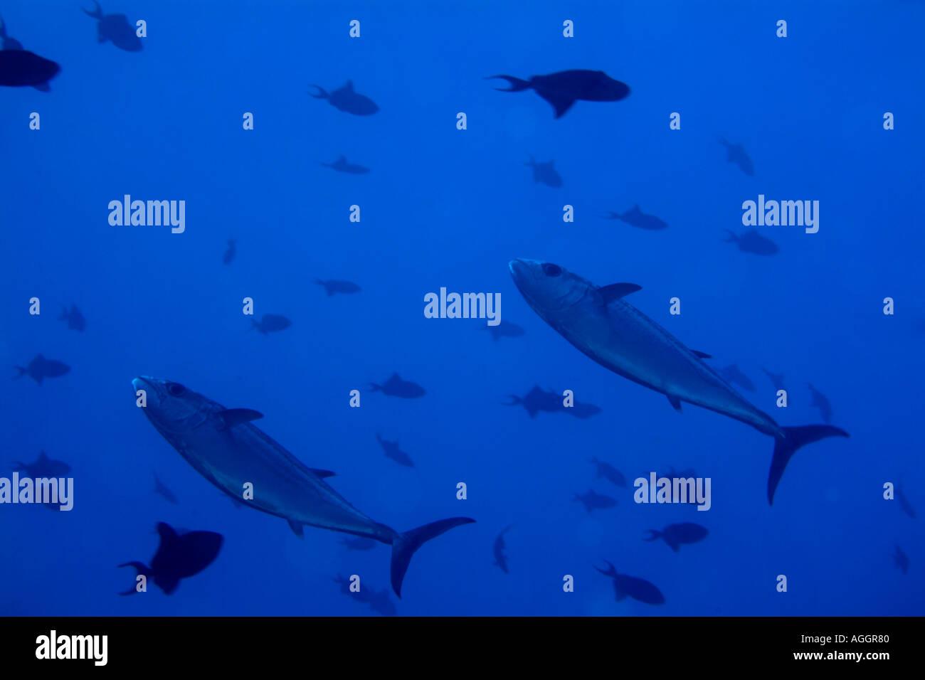 A blue triggerfish hi-res stock photography and images - Alamy