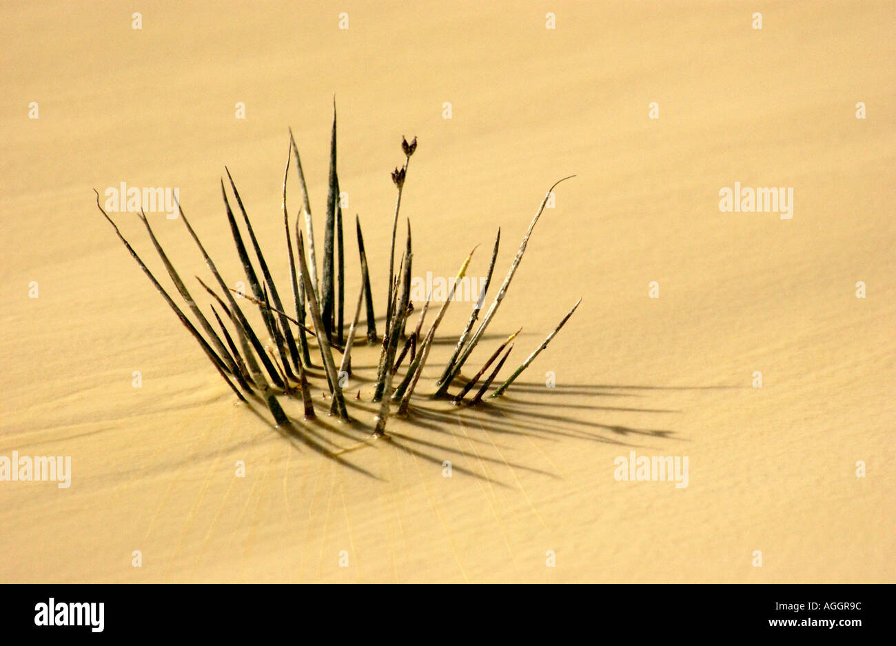 Plant growing through mud Yellowstone NP USA Stock Photo - Alamy