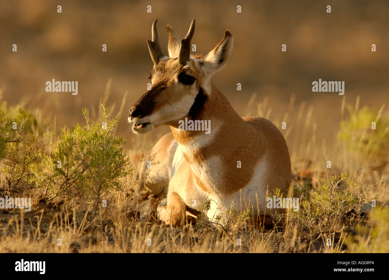 Pronghorn antelope buck sitting down hi-res stock photography and ...
