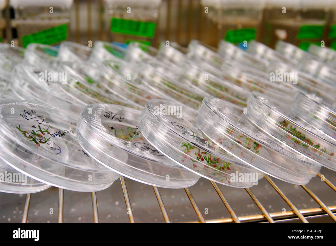 samples containing genetically modified / engineered sprouts of spruce ...