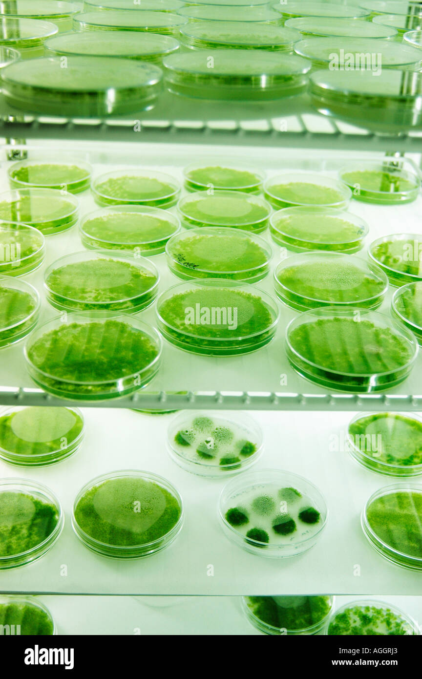 samples in humidor containing genetically modified / engineered sprouts ...