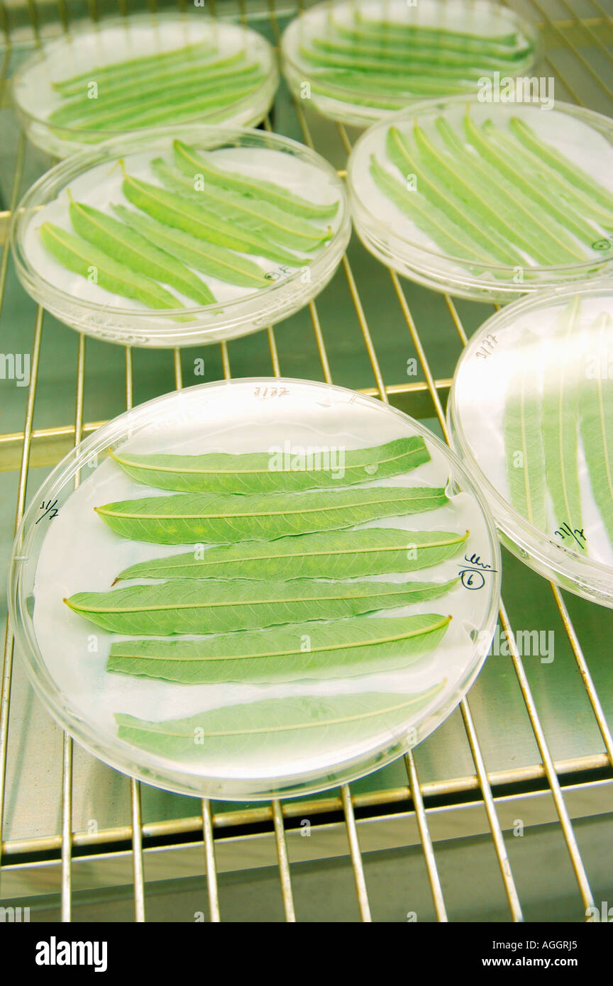 samples containing genetically modified / engineered plants in ...