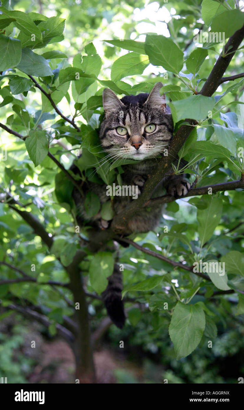 Cat in a tree Stock Photo - Alamy