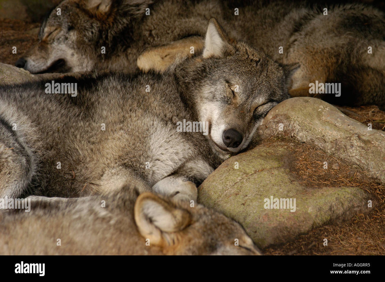 wolf pack taking a nap, Kolmården Wildlife Park, Nothern Sweden Stock ...