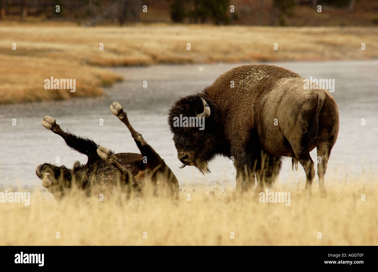 American bison and fighting hi-res stock photography and images - Alamy