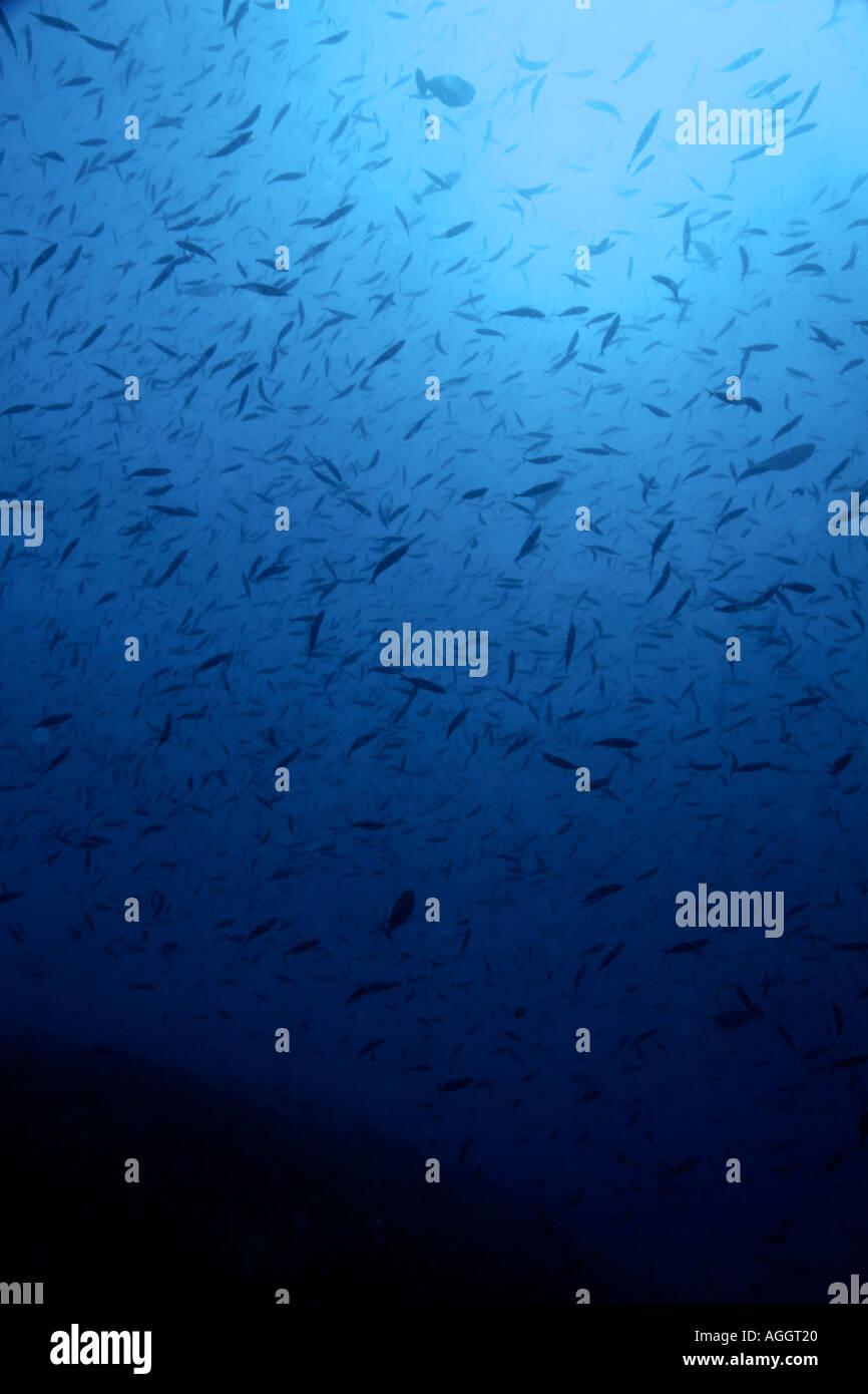 Maldives ari atoll fish head a school of sardines and various fishes in ...